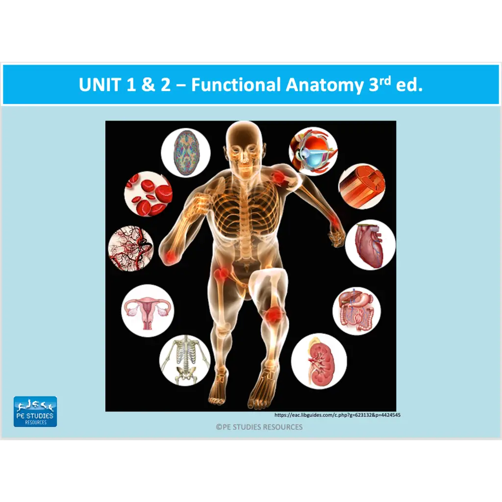 ATAR Unit 1 & 2 Functional Anatomy PowerPoint – PE Studies Resources
